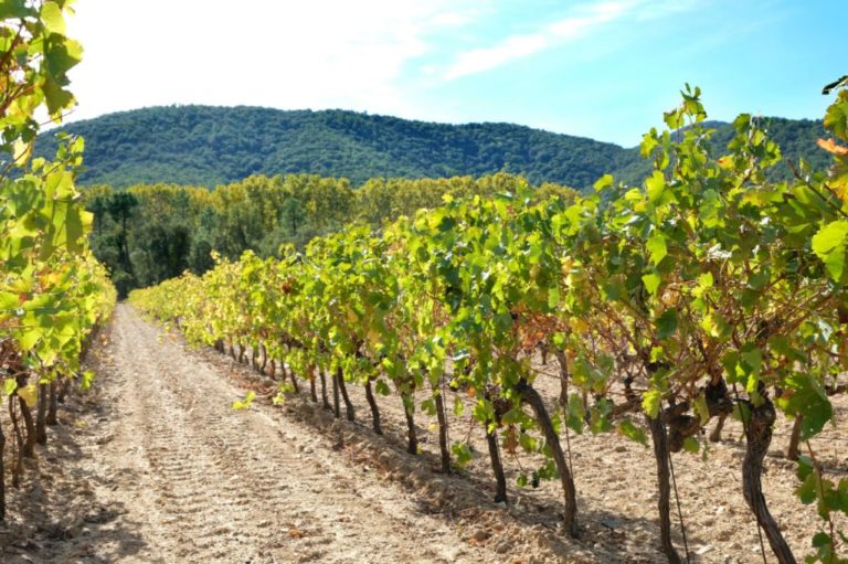Des domaines parfaits pour découvrir les vins du Luberon